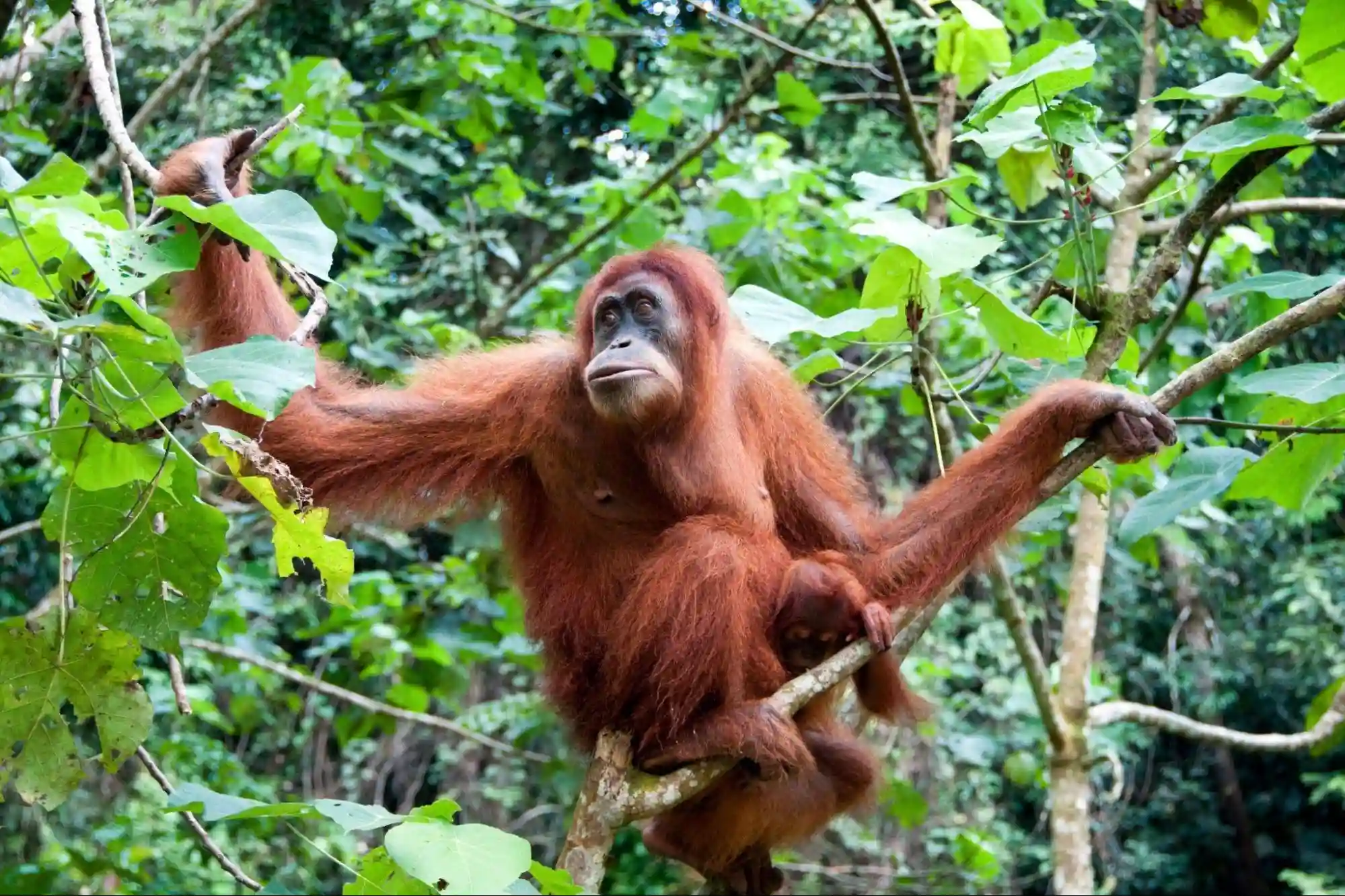 Facts About Orangutans, Guardians of Other Species' Lives - BFIF